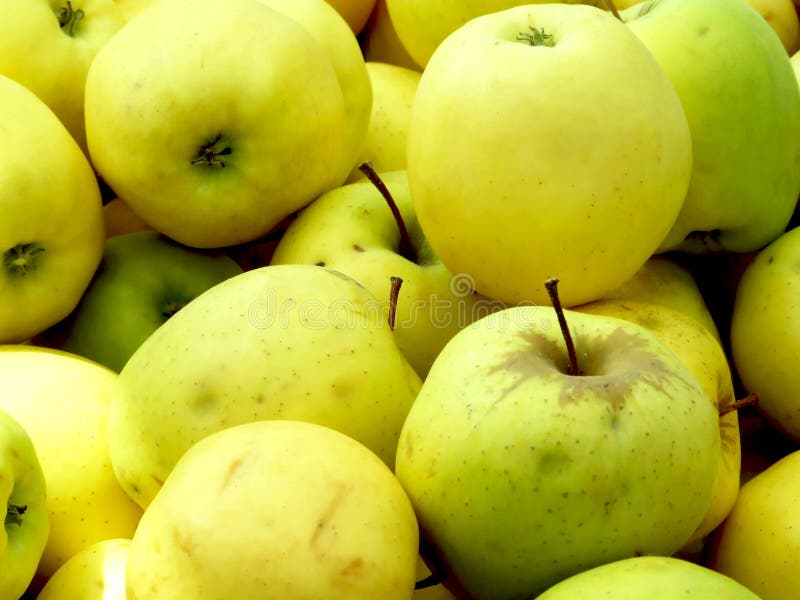 Golden apples stock image. Image of nature, background - 16353981