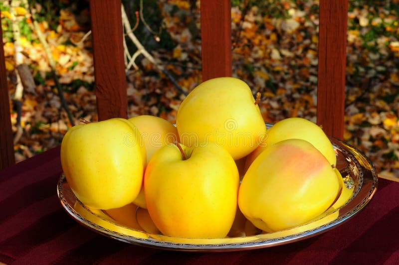 Golden apples on silver stock image. Image of tasty, harvest - 21869031