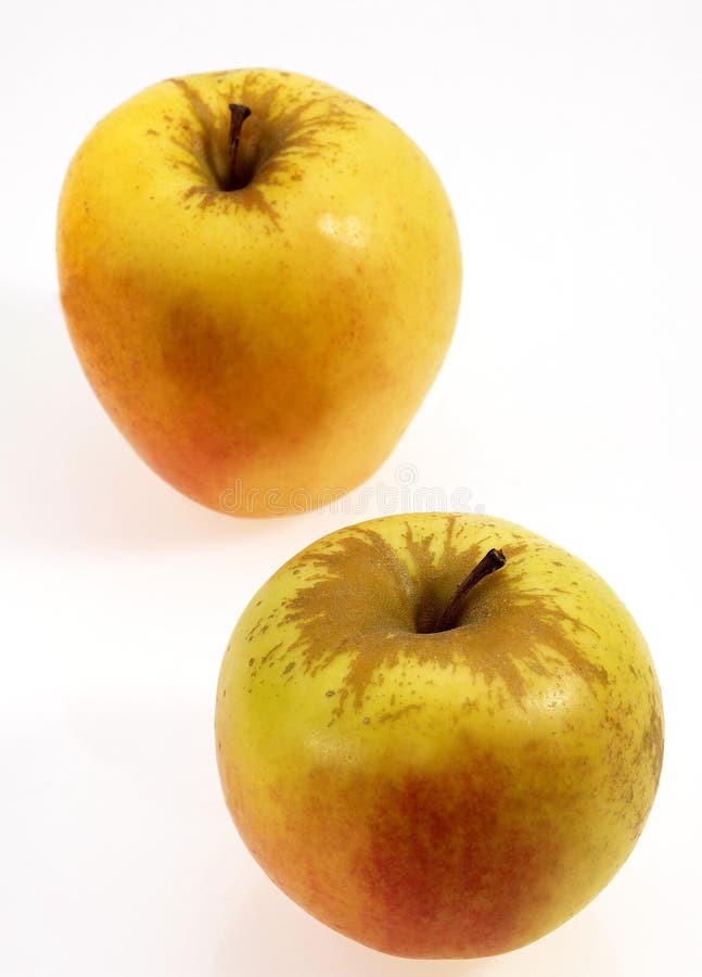 Golden Apples, Malus Domestica, Against White Background Stock Image ...