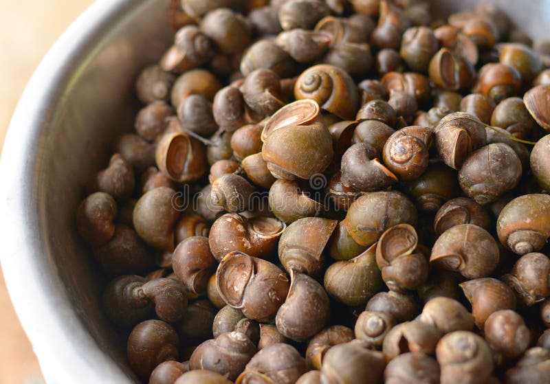 Golden apple snail stock image. Image of food, shells - 119839743