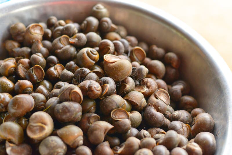 Golden apple snail stock image. Image of food, shells - 119839743