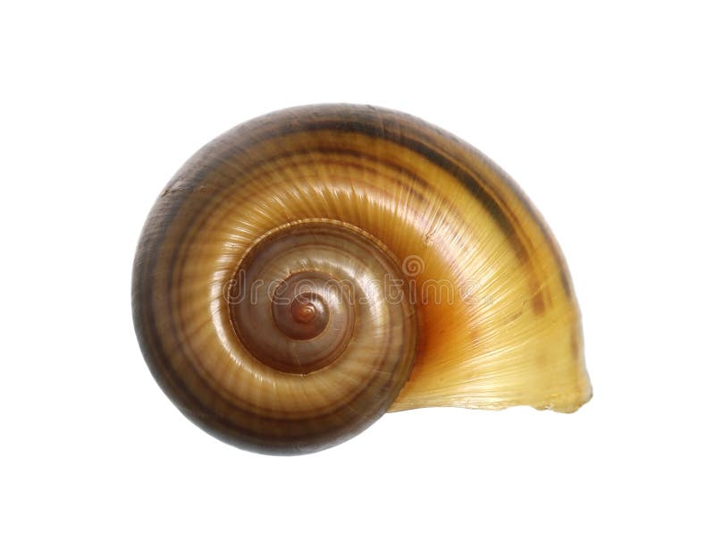 Golden applesnail shell stock photo. Image of isolated - 153288366