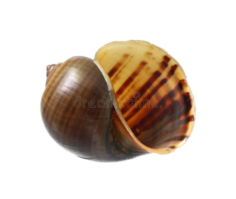 Golden Applesnail in Dried Branches on the Ground , Laying Eggs of Pink ...