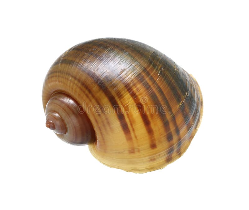 Golden applesnail shell stock photo. Image of isolated - 153288366