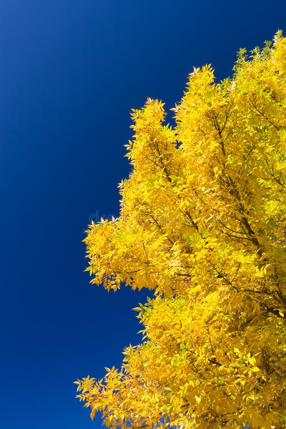 Golden ash stock photo. Image of copy, texture, bright - 19111998