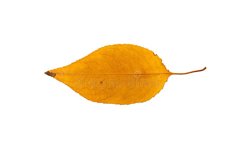 Golden Ash Leaf Isolated on White Stock Photo - Image of bright, change ...