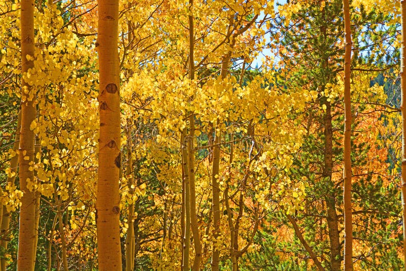 Golden Aspen Forest Illuminated by the Sun Stock Photo - Image of ...