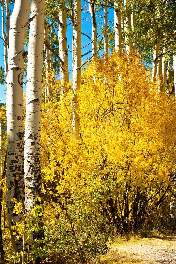Golden Aspen Tree stock photo. Image of season, white - 33578724
