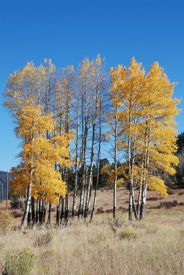 Golden Aspen Trees stock image. Image of woods, golden - 22904539