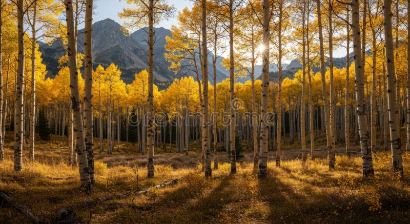 Golden Aspen Trees in Autumn Mountain Landscape Stock Illustration ...