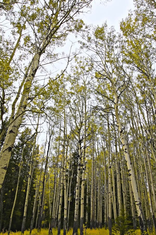 Aspen tree forest stock image. Image of canada, woods - 100851737