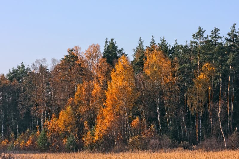 Golden autumn stock image. Image of golden, forest, country - 11417491