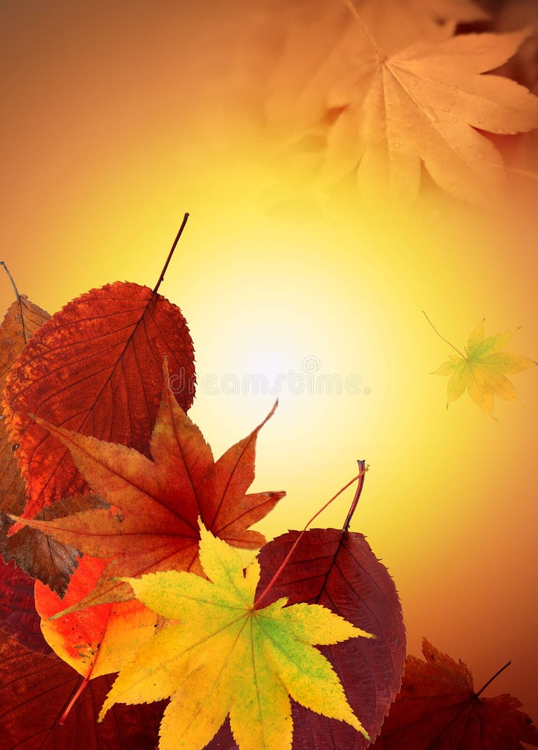 2,262 Orange Golden Autumn Maple Leaf Herbarium Stock Photos - Free ...