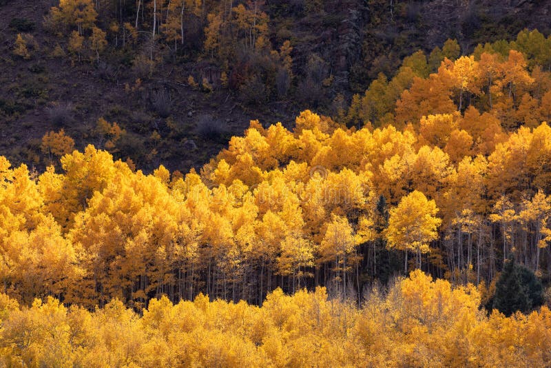 Golden Autumn Aspen Trees in Colorado Stock Photo - Image of light ...