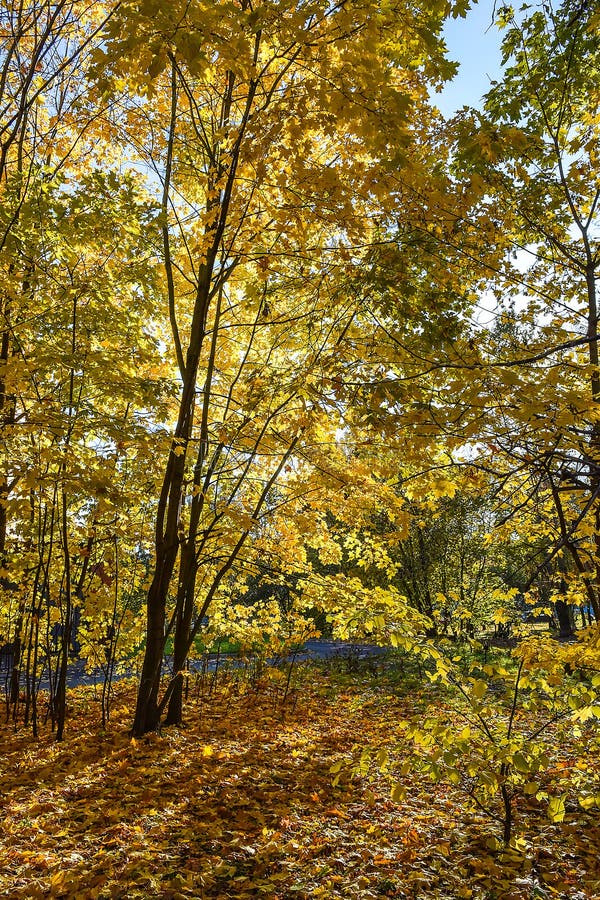 Golden Autumn. Autumn Maple Tree Stock Photo - Image of nature, blue ...