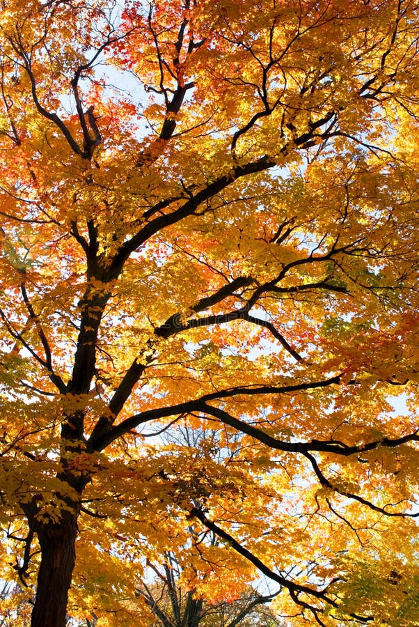 Golden Autumn Maple Tree and Sunburst Stock Image - Image of back ...