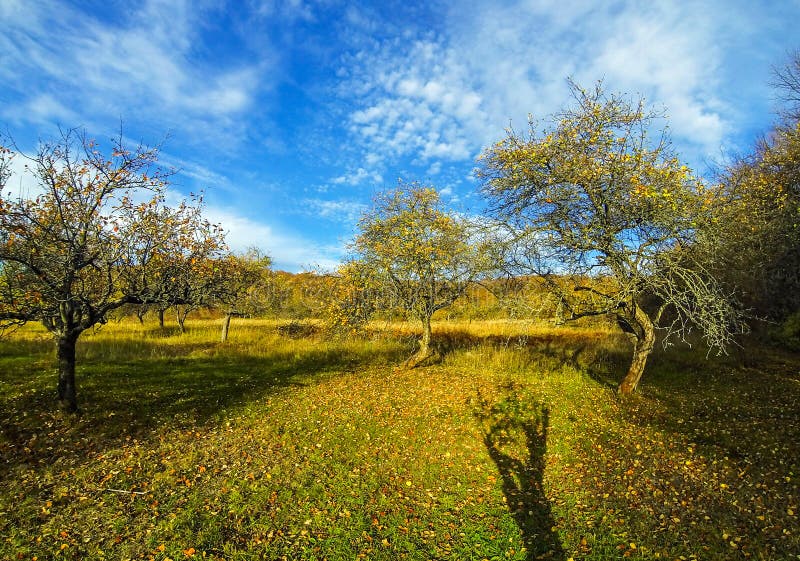 Golden Autumn Colours of the Fruit Trees in the Garden Stock Image ...
