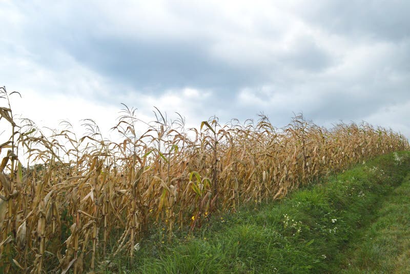 Golden autumn cornfield stock photo. Image of landscape - 60141394
