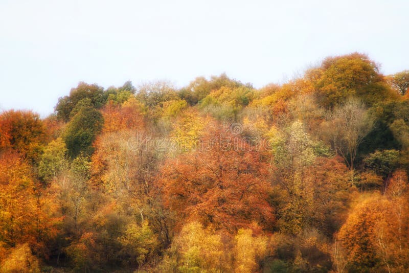 Golden Autumn English Forest Stock Photo - Image of woods, golden ...