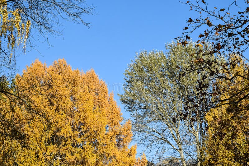 Golden autumn. stock image. Image of falling, branch - 61779195