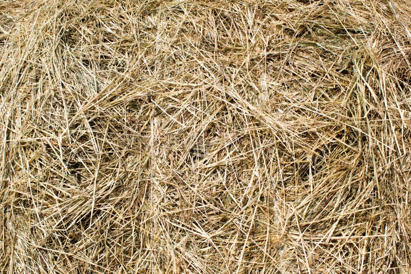 Golden Autumn Fall Hay Straw Texture Background Wallpaper Stock Image ...