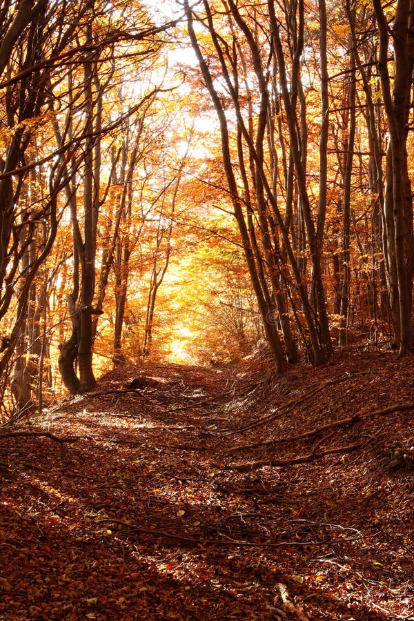Golden autumn forest stock photo. Image of colorful, october - 11755288
