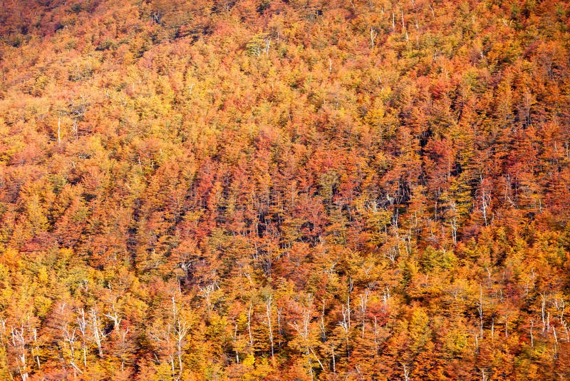 Golden Autumn Forest Background Stock Image - Image of golden, pattern ...