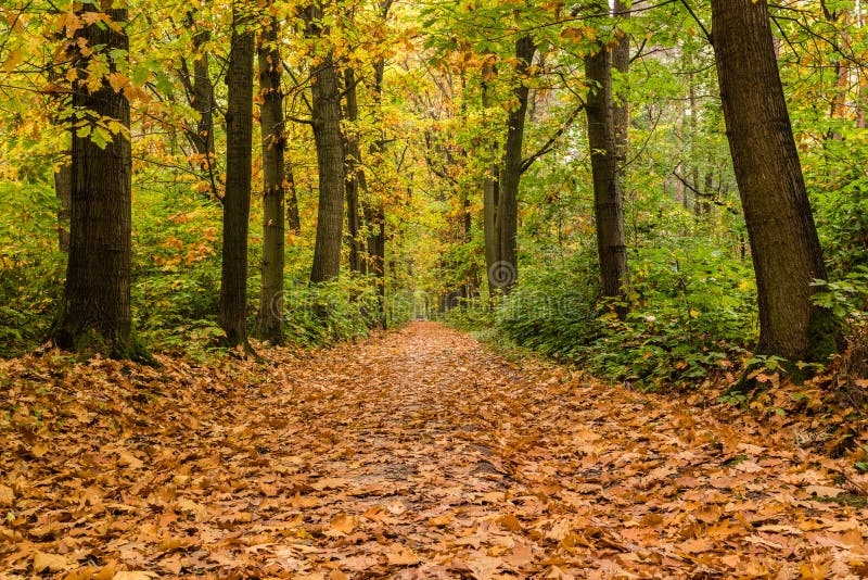 Golden Autumn Forest Plants Image Stock Image - Image of foliage ...