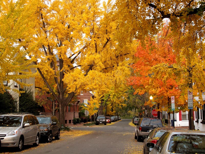 Golden Autumn in Georgetown Stock Image - Image of leaves, street: 7026549