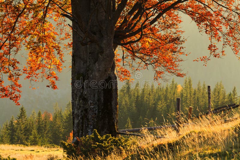 Golden autumn landscape stock photo. Image of beautiful - 78406926