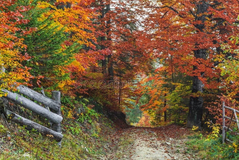 Golden autumn landscape stock photo. Image of reserve - 78407016