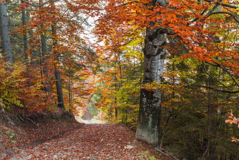 Golden autumn landscape stock photo. Image of grass, colorful - 78407072