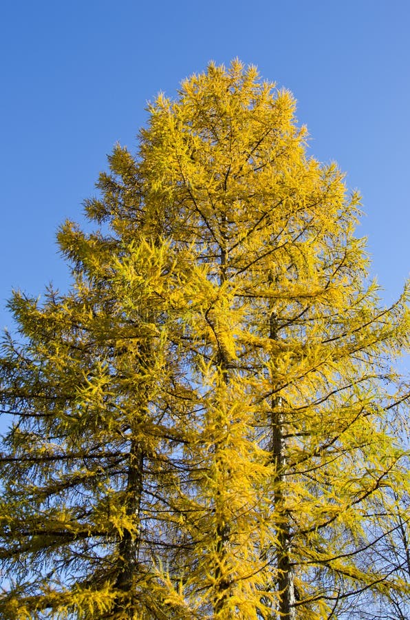 Golden Autumn Larch Tree On Blue Sky Background Stock Photo - Image of ...