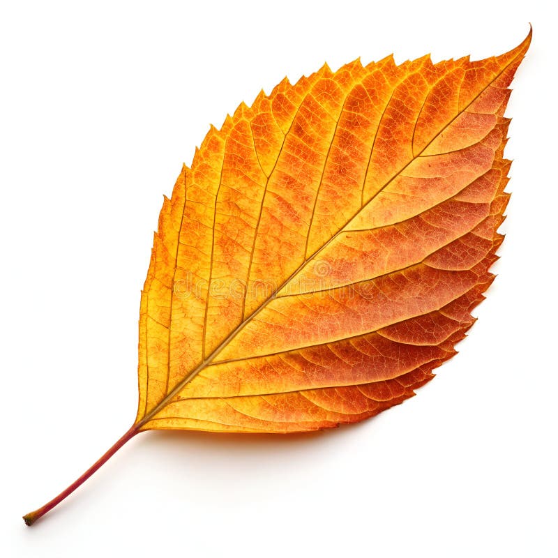 Golden Autumn Leaf Isolated on White Background Stock Illustration ...