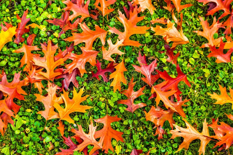 Golden Autumn Leaf Wallpaper Pattern Background. Stock Image - Image of ...