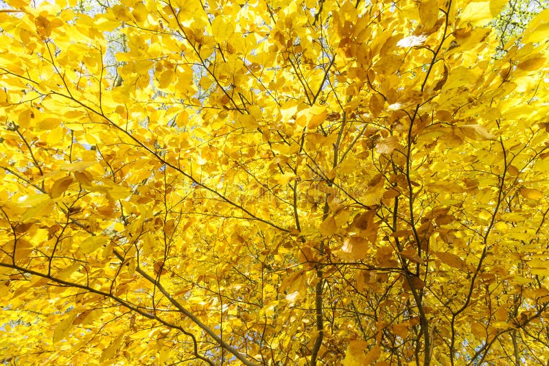 Golden Autumn Leaves Background. Stock Photo - Image of vibrant, season ...