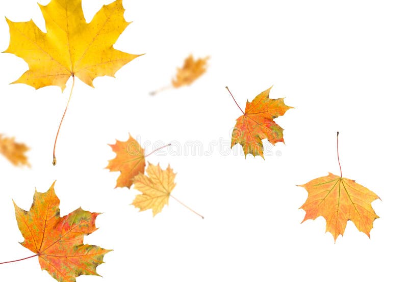 Golden Autumn Leaves Falling on White Background Stock Photo - Image of ...