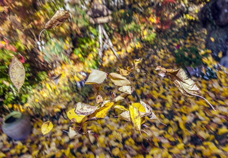 Golden Autumn Leaves Flying Stock Image - Image of blue, fresh: 36542919