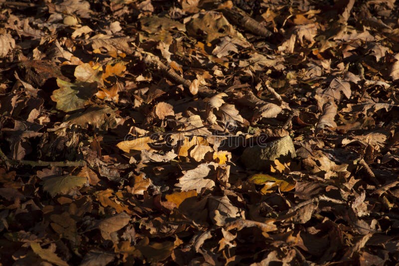 Natural Camouflage stock image. Image of forest, tree - 15813143