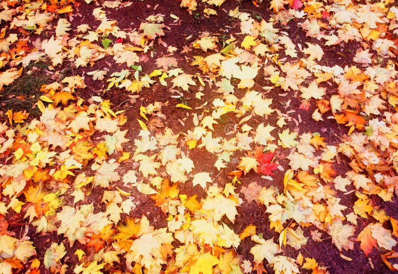 Golden Autumn Leaves on the Ground Landscape Background Stock Image ...