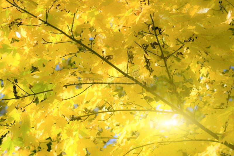 Golden autumn leaves stock image. Image of light, golden - 61480295