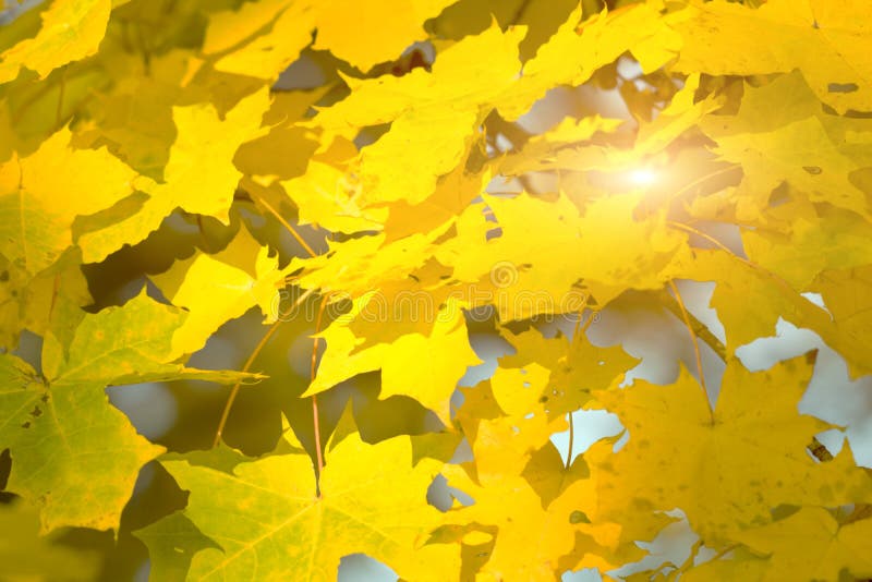 Golden autumn leaves stock photo. Image of fall, autumnal - 61480978