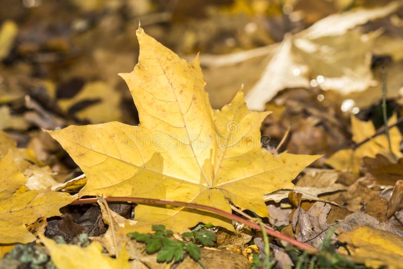 Golden autumn leaves stock image. Image of fall, natural - 62140933