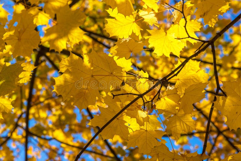 Golden autumn stock photo. Image of plant, season, golden - 33293750