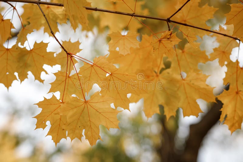 Golden Autumn Maple Leaves View. Autumn Maple Leafs Background. Autumn ...