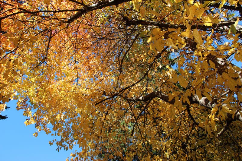 Golden Autumn Maple Tree and Sunburst Stock Photo - Image of tree ...
