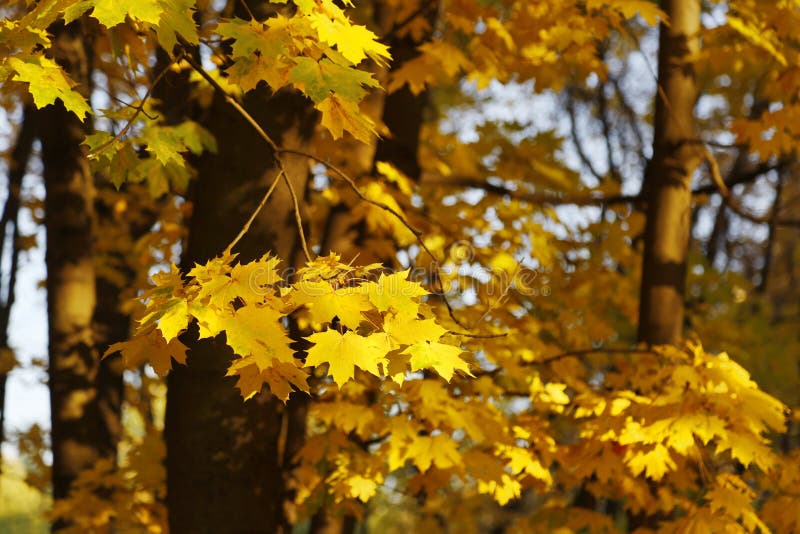 Golden Autumn Maple Trees Burning in the Evening Sun Stock Image ...