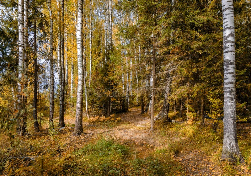 Golden autumn in October stock image. Image of mushroom - 79163107
