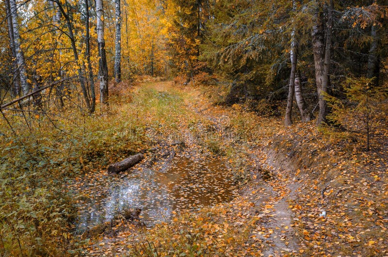 Golden autumn in October stock image. Image of nature - 79163149