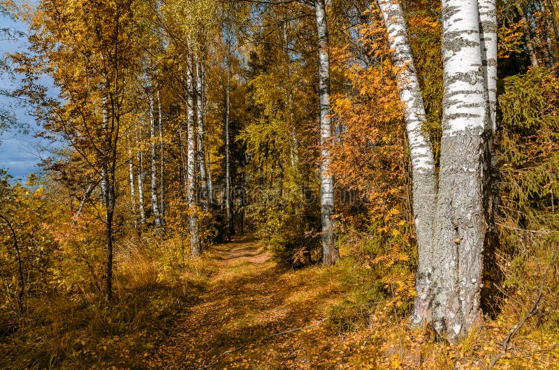 Golden autumn in October stock photo. Image of surface - 79163196